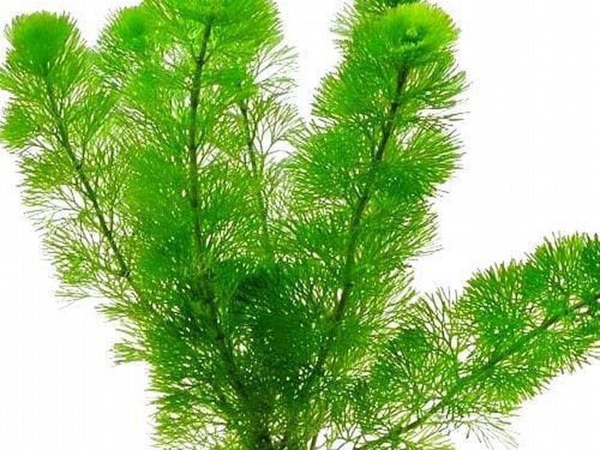 Растения для аквариума -кабомба