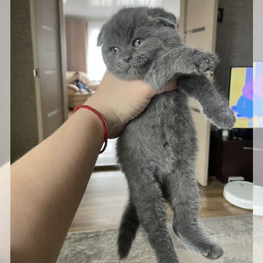 Шотландские вислоухие