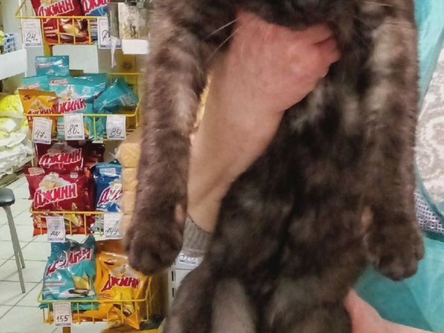 Вислоухий британец котенок на улице