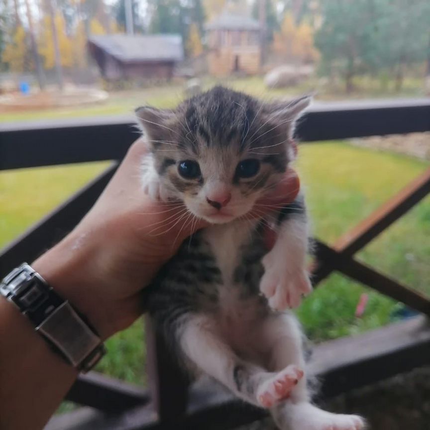 Котята