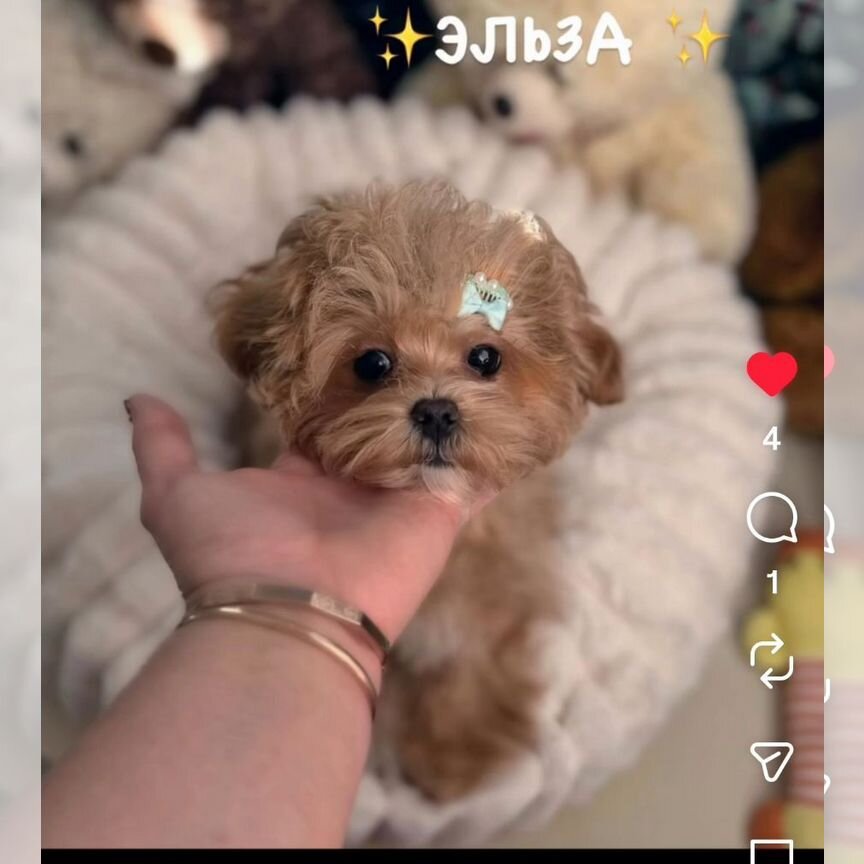 Мальтипу, щенок