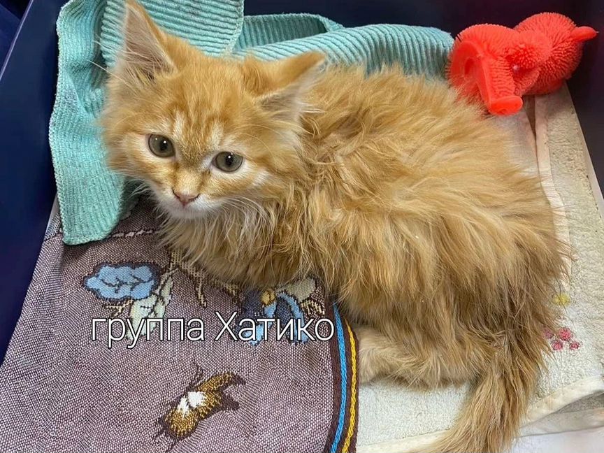 Котенок со сломанными лапками