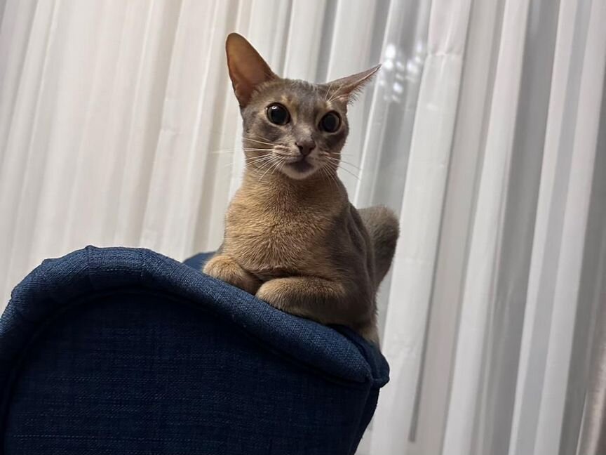 Абиссинская кошка бесплатно