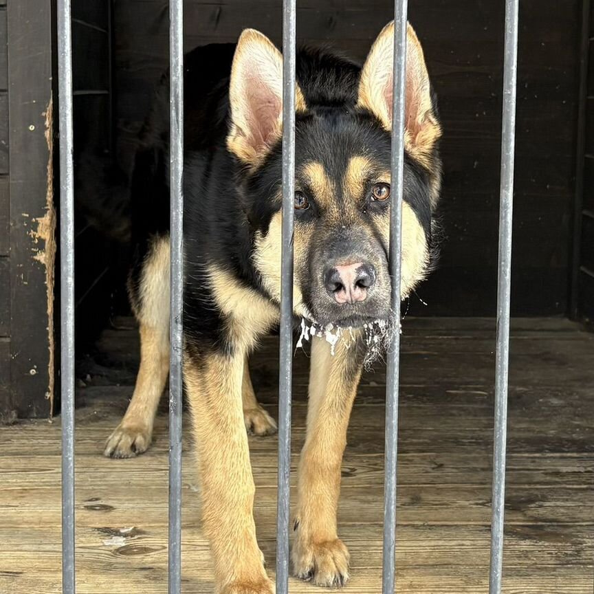 Немецкая овчарка