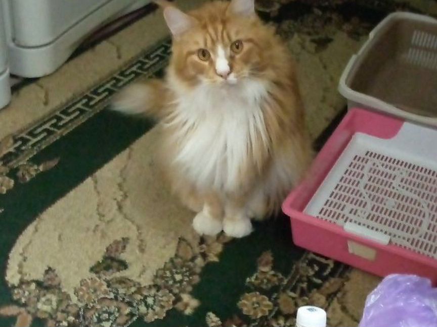 Мейкун бесплатно