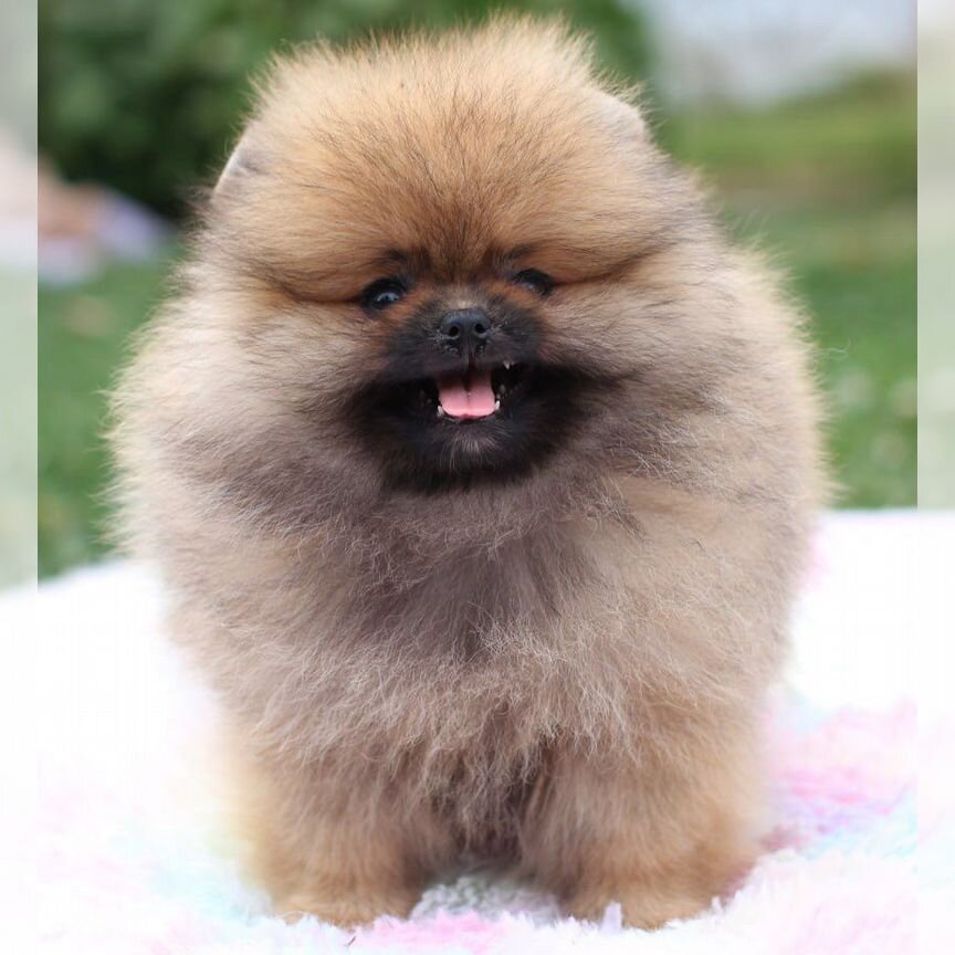 Шикарный мальчик, померанский Шпиц