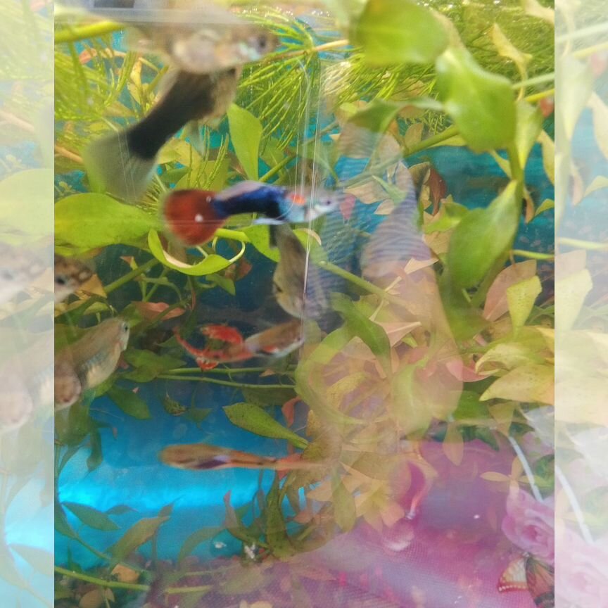 Аквариумные рыбки