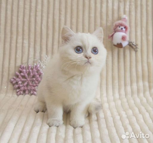 Элитный британский котенок