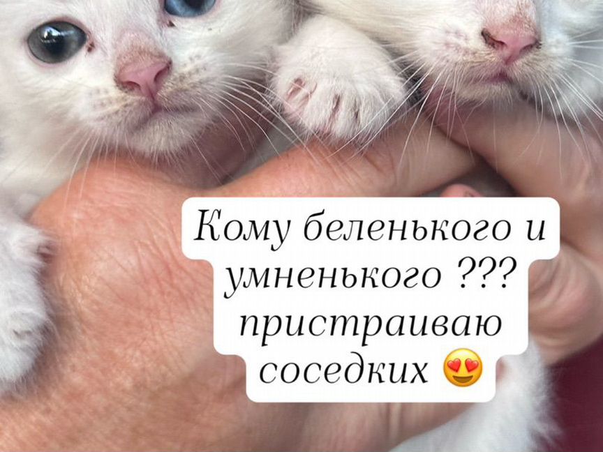 Котята от 1 месяца