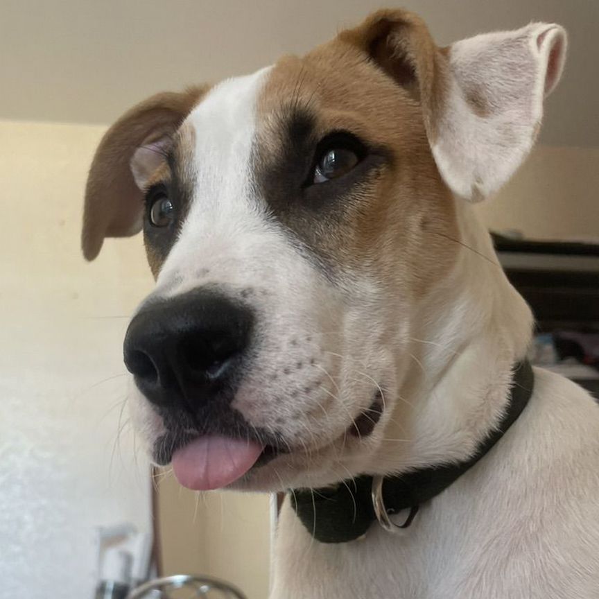 Американский стаффордширский терьер, щенок