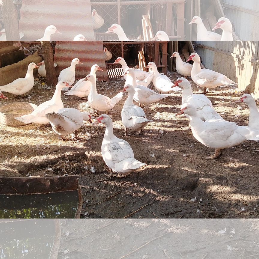 Мускусные утки (шипуны) на племя