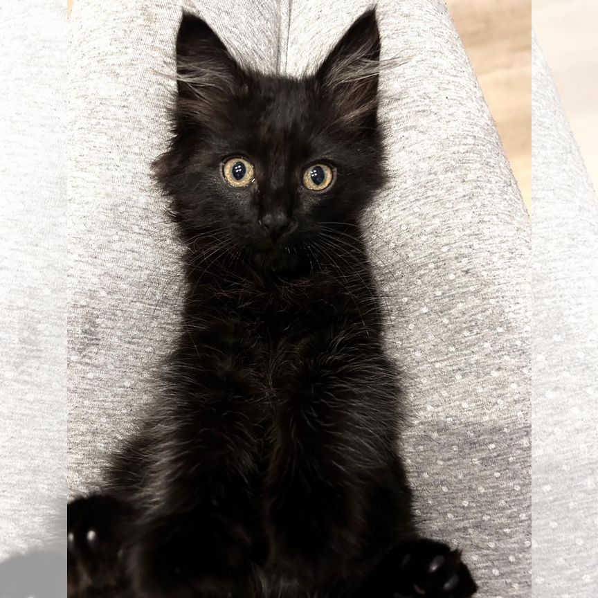 Черный котенок мальчик
