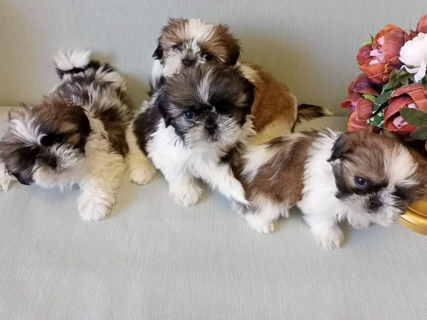 Щенки ши-тцу