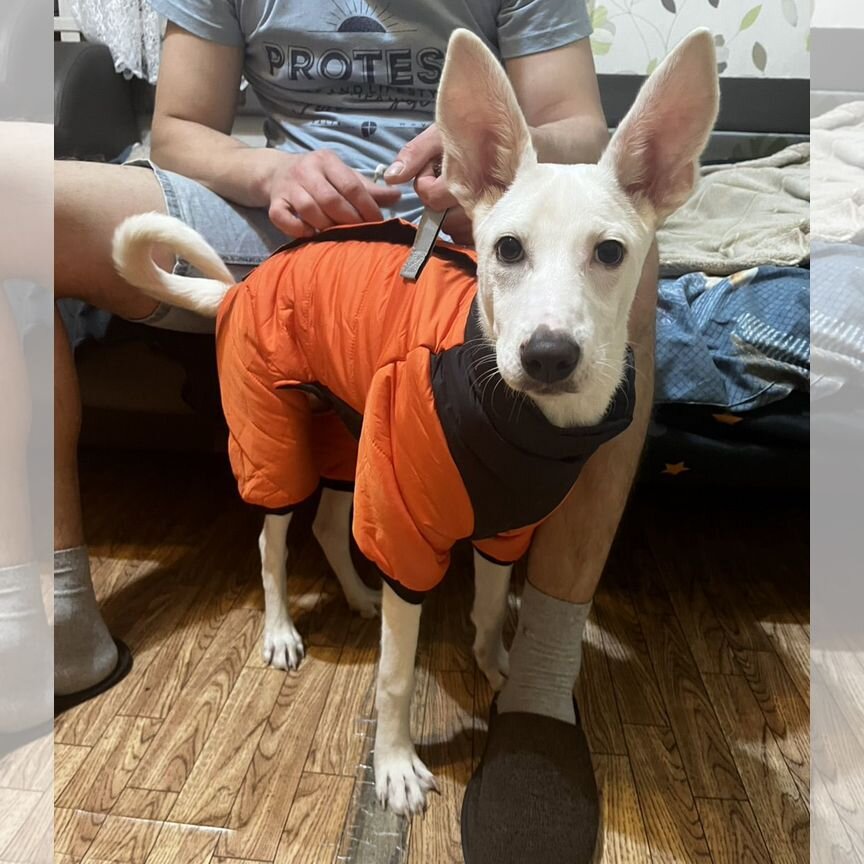 Щенок в добрые руки