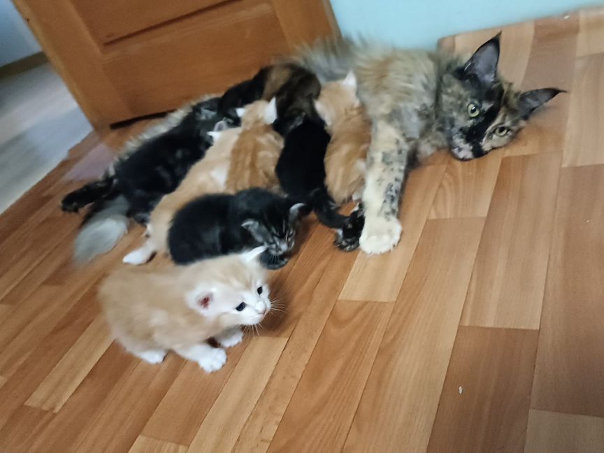 Котята
