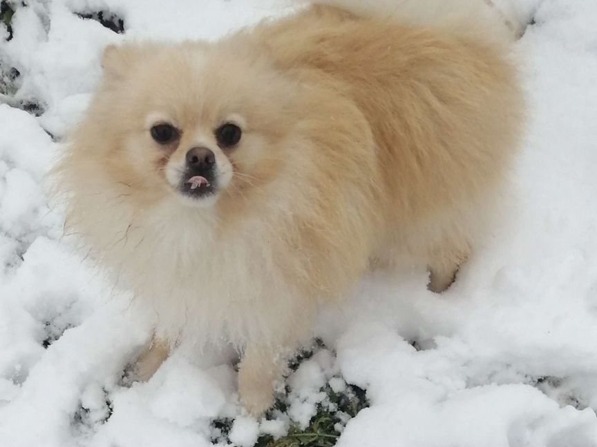 Померанский шпиц вязка кобель