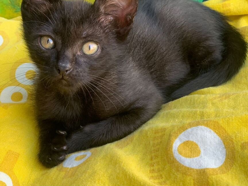 Черный котенок