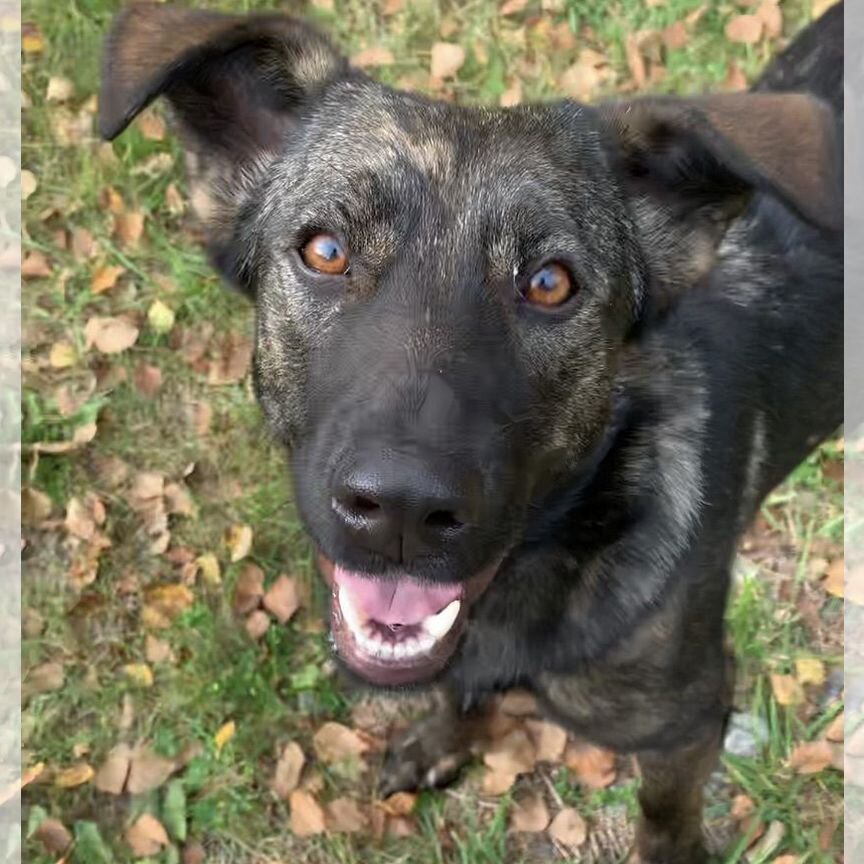 Пристраивается солодая собачка