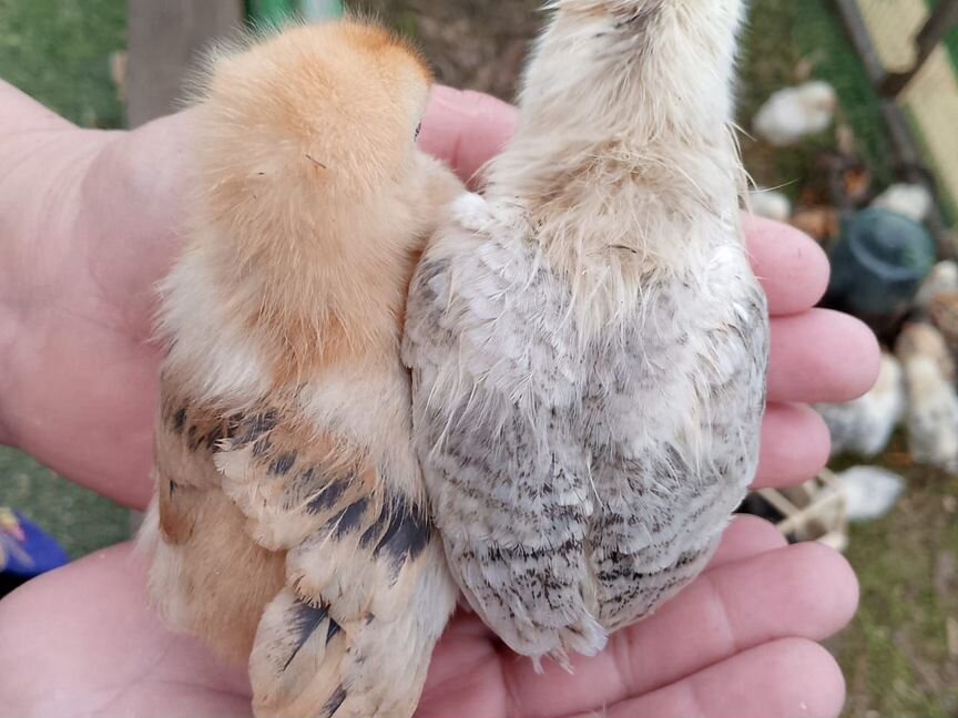 Домашние цыплята разной породы