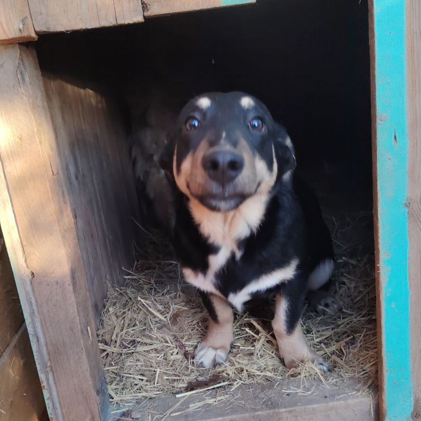 Щенок в добрые руки