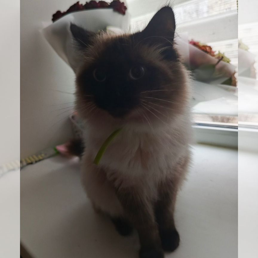 Сиамский котёнок