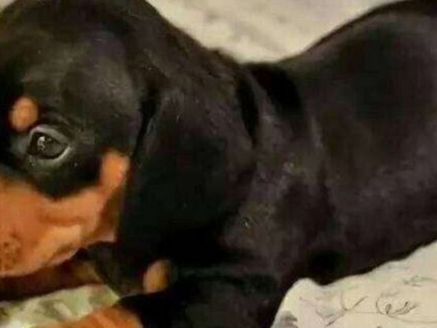 Кроличья такса