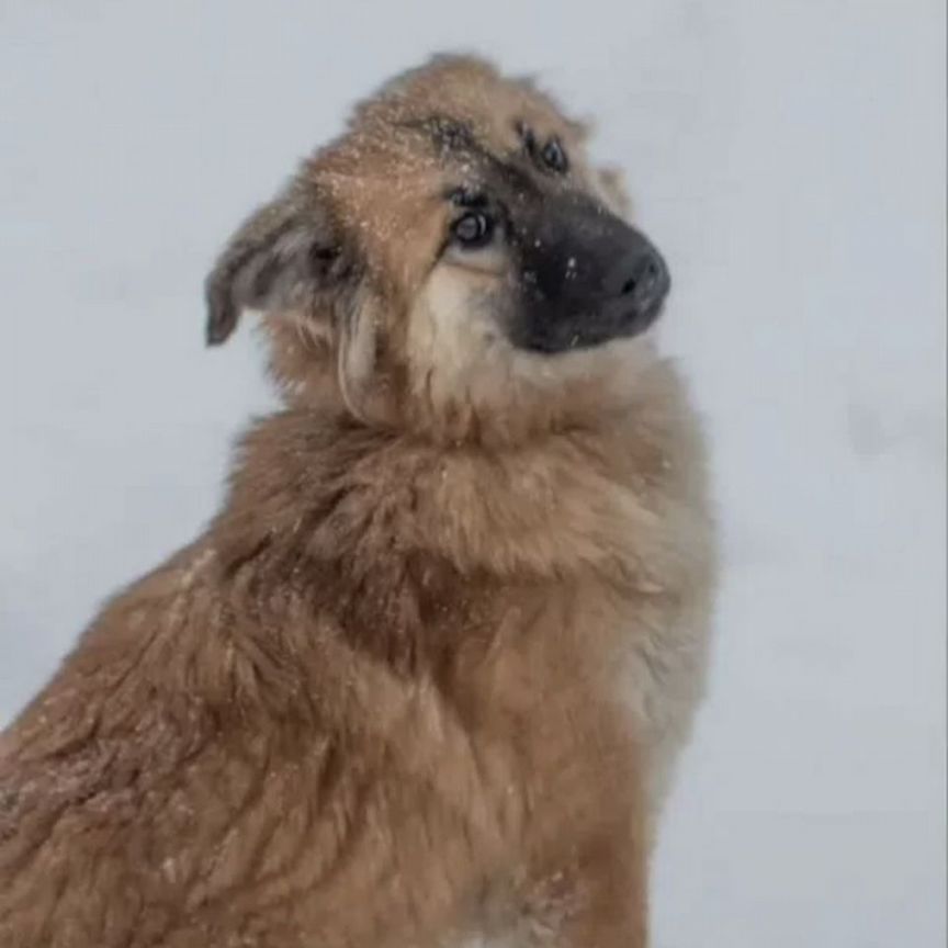 Нежная Варежка в самые добрые руки