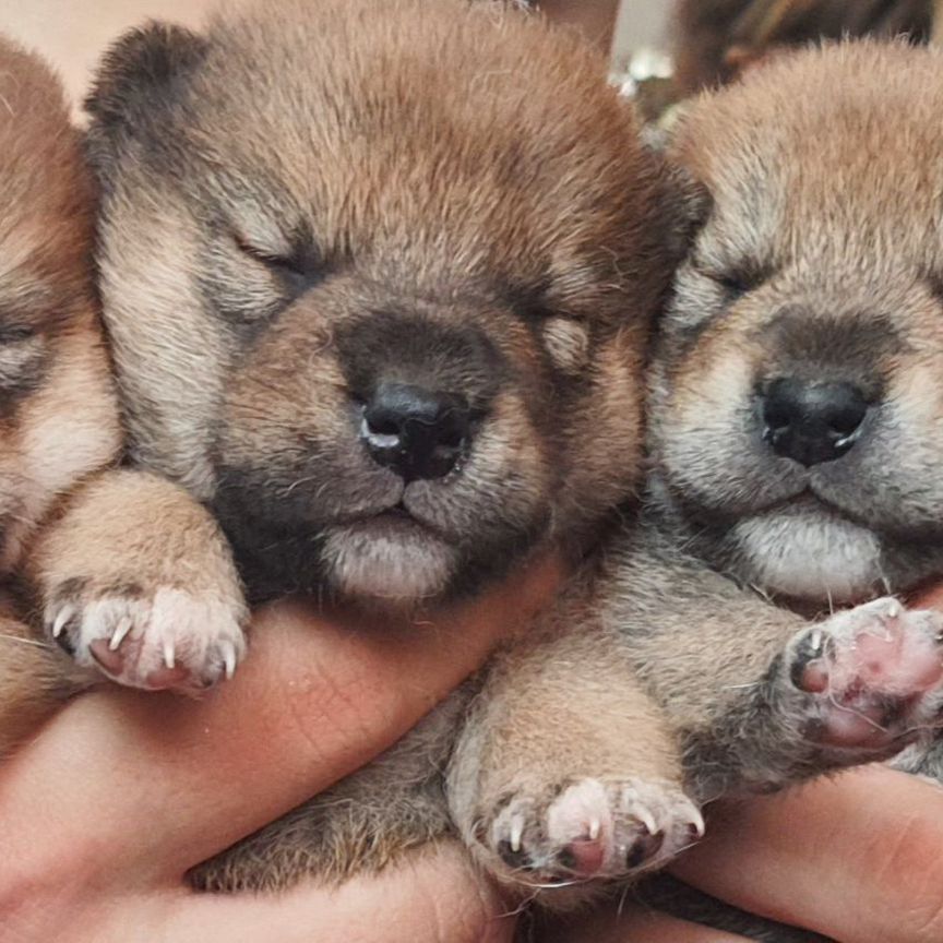 Сибушки щенки