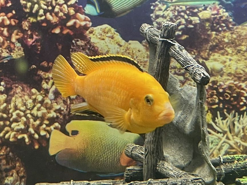 Лабидохромис еллоу