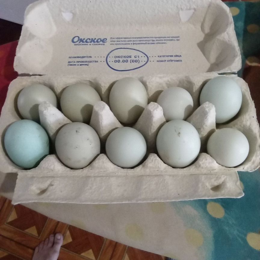 Инкубационное яйцо