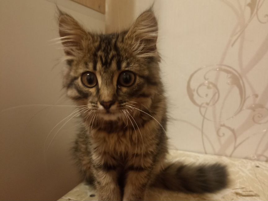 Котята