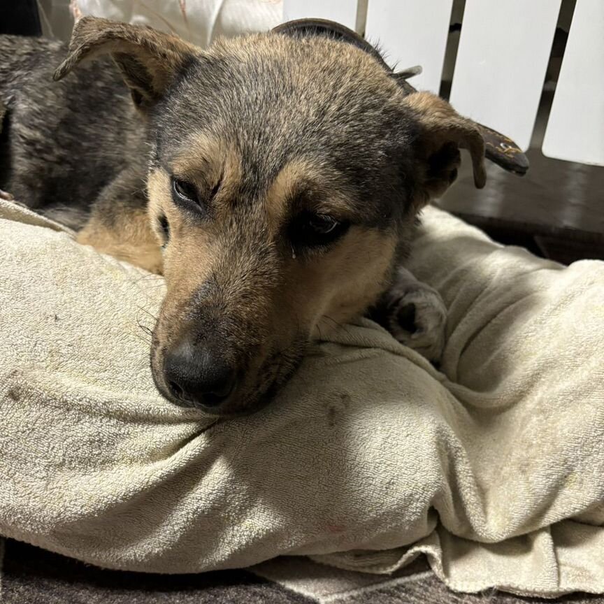 Собака в добрые руки отдам бесплатно