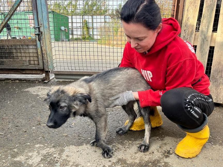 Щенок инвалид в приюте нужен дом