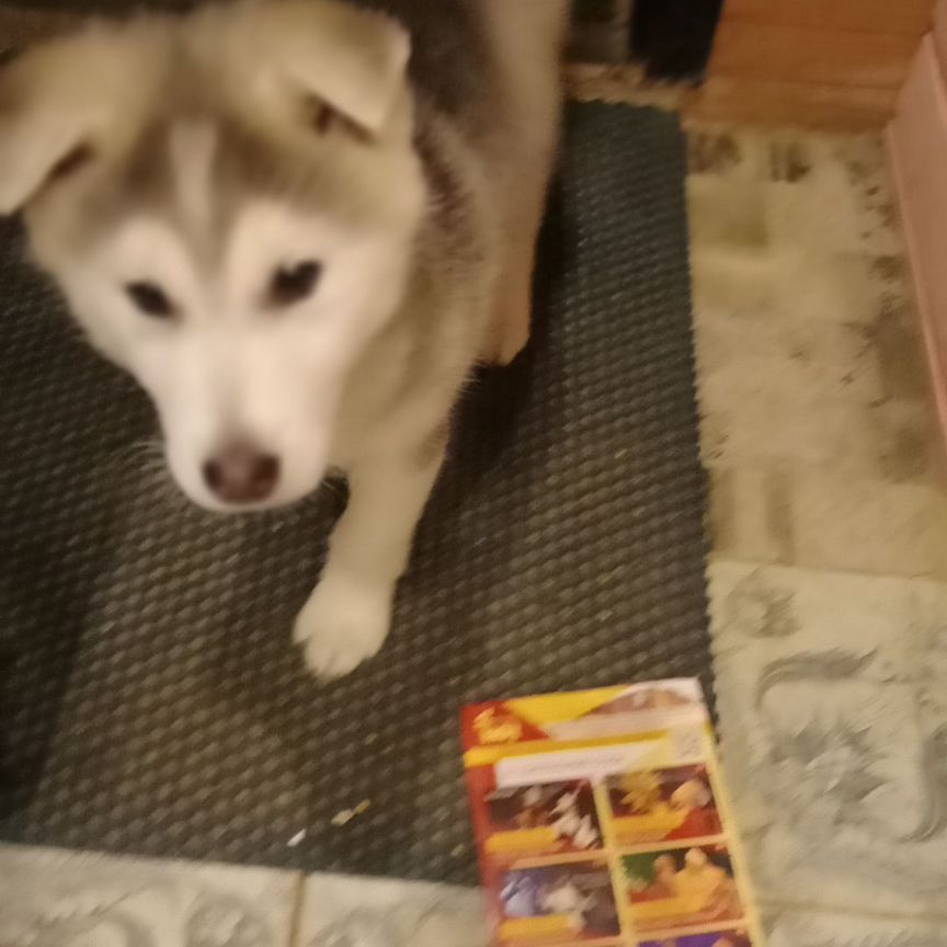 Лайка, щенок