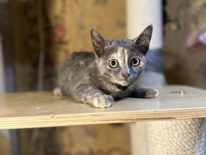 Котенок