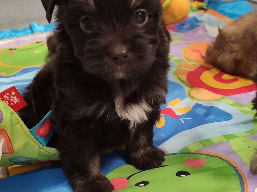 Маленькие малыши, шоколадные Йорки