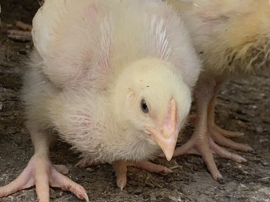 Цыплята бройлеры росс 308