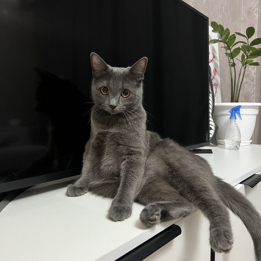 Отдам кошечку в добрые руки