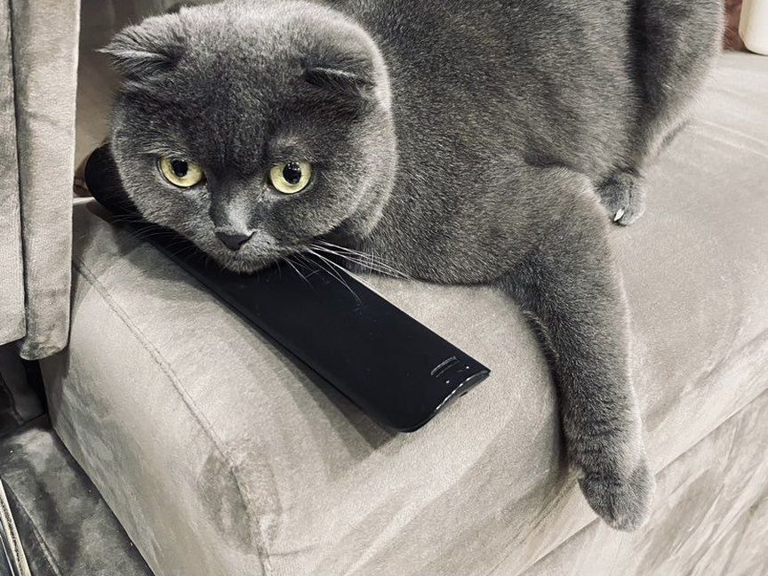 Кошка британская вислоухая бесплатно