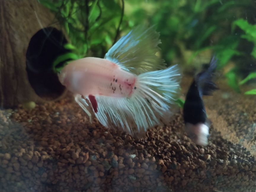 Рыбка петушок