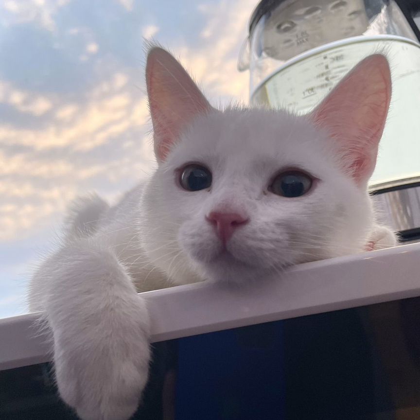 Отдам кошку в добрые руки