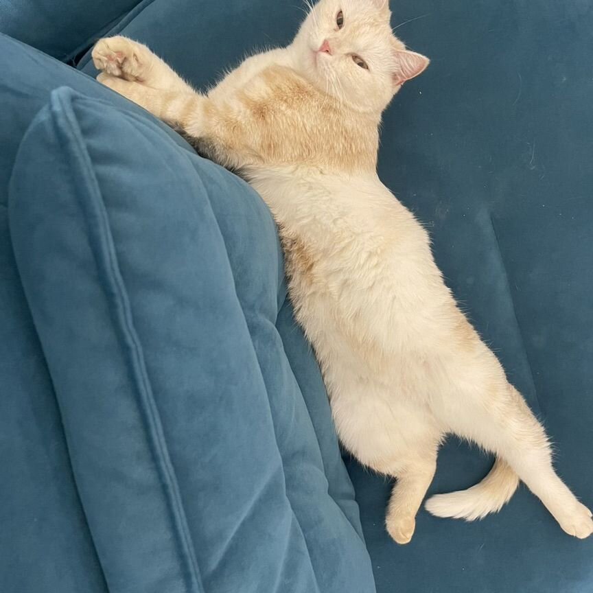 Кошка стрелиз красивая