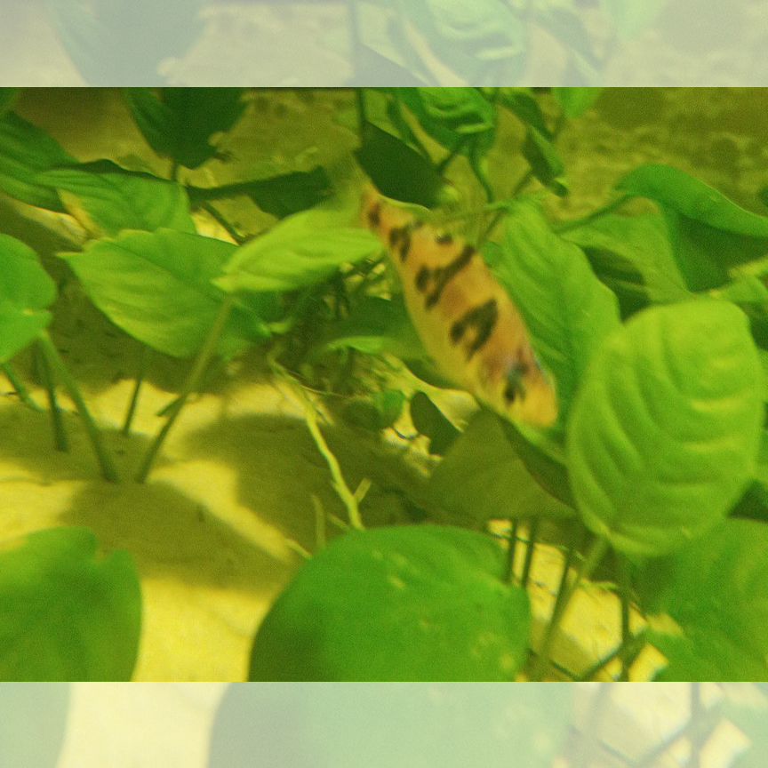 Барбус пятиполосый