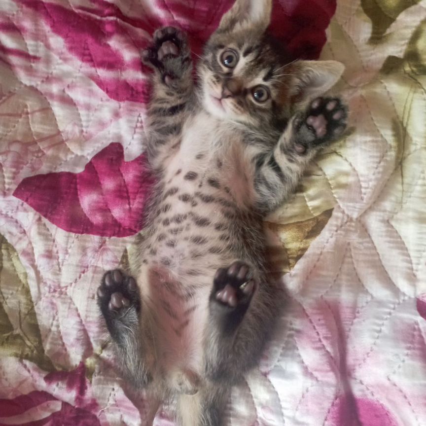 Тигровый котик