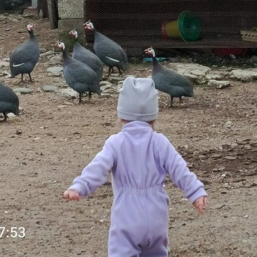 Продаются цесарки