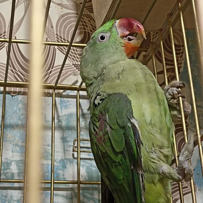 Александрийский попугай