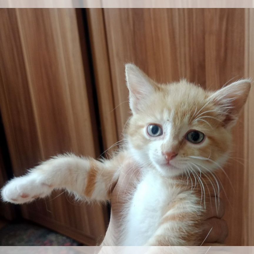Сиамский котёнок
