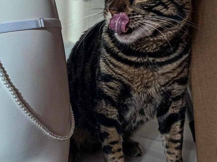 Кот бенгал в добрые руки