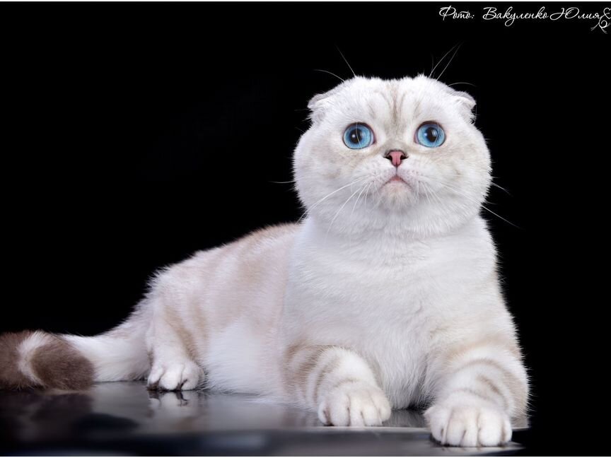 Кот шотландский