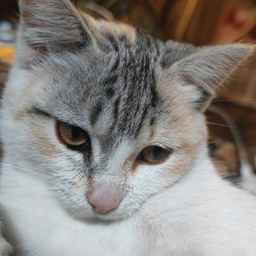 Котенок девочка котейка котёнок